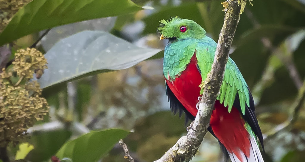 LOS QUETZAL DEL CHOCÓ ANDINO EN ECUADOR - Chakana News